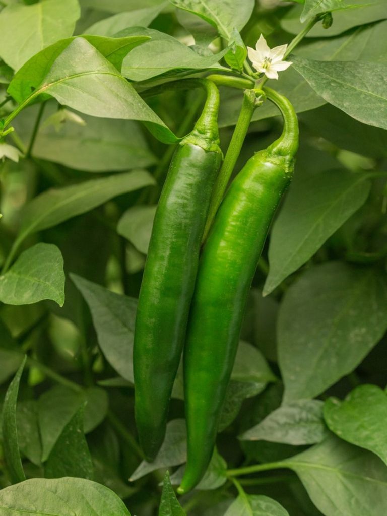 F1 Plants: What Are F1 Hybrid Seeds | Gardening Know How