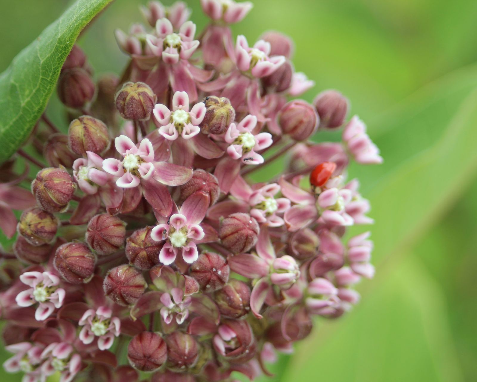 Why native North America plants are becoming so popular | Gardeningetc