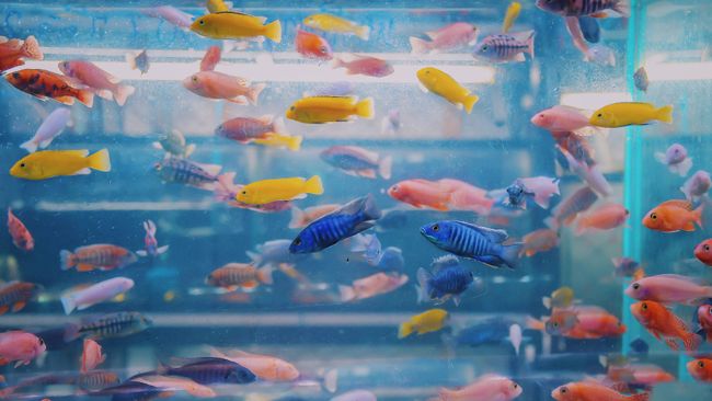 32 tips for taking care of fish | PetsRadar