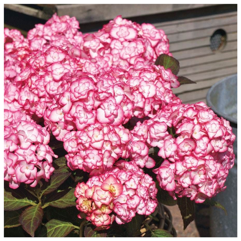 The Do's and Don'ts Of Growing Hydrangeas In Containers | Livingetc