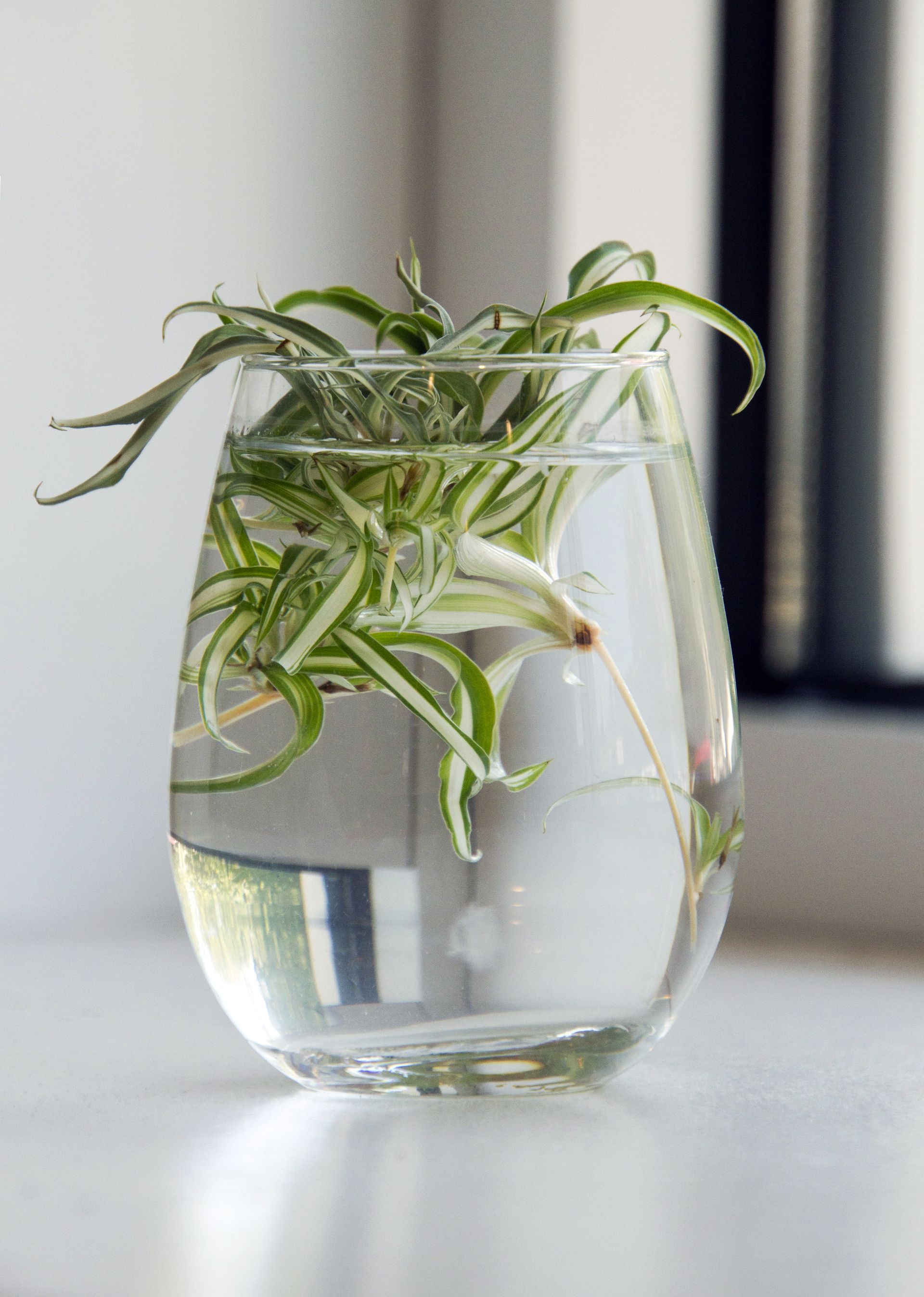 How to Propagate a Spider Plant: 4 Easy, Expert Techniques | Livingetc