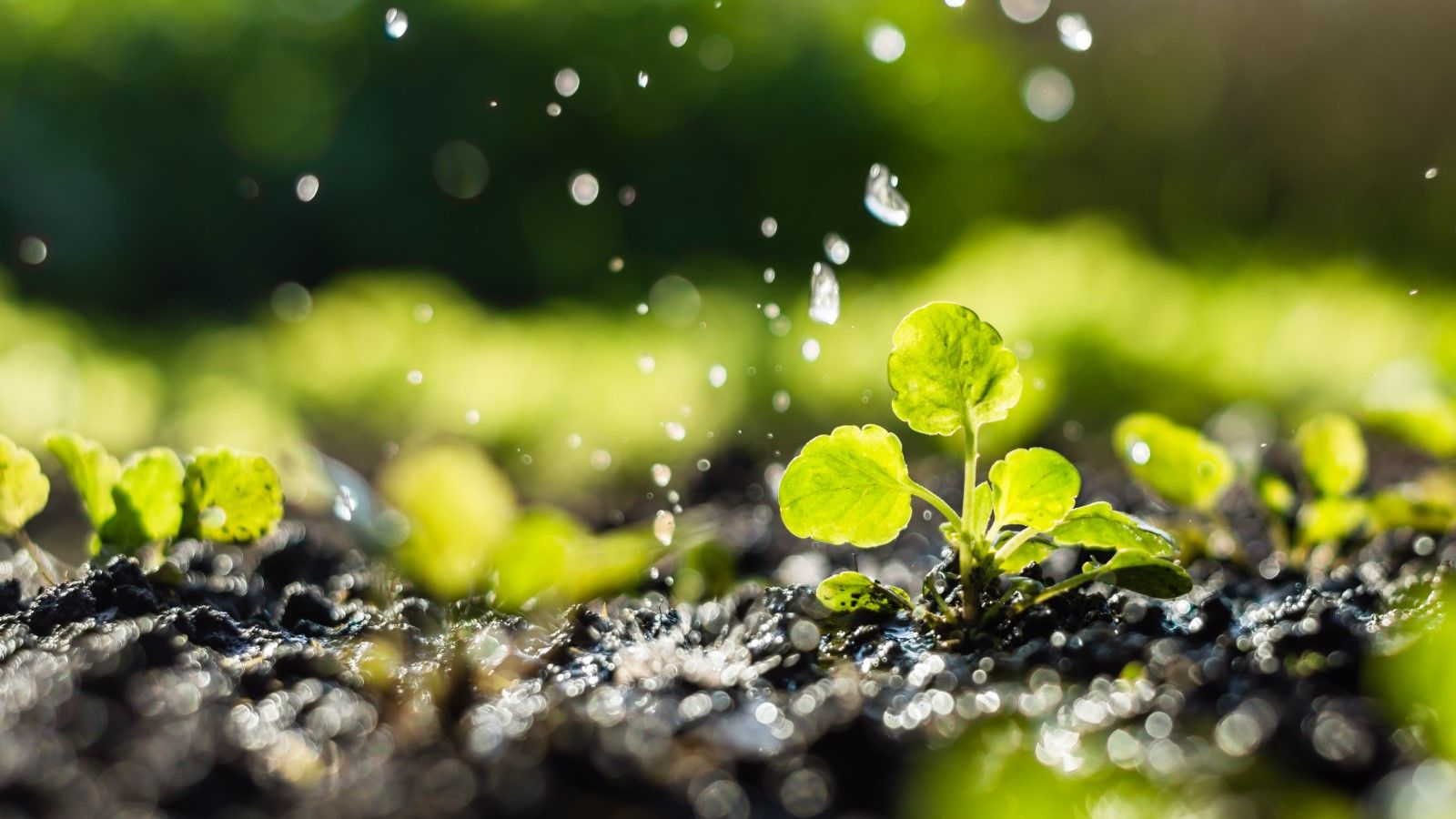 Watering plants in hot weather: tips for healthy plants | Homes and Gardens