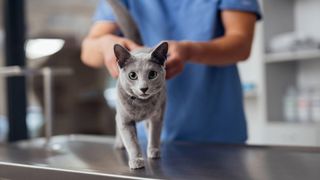 Dehydration in cats: Vet’s guide to symptoms, treatment and prevention ...