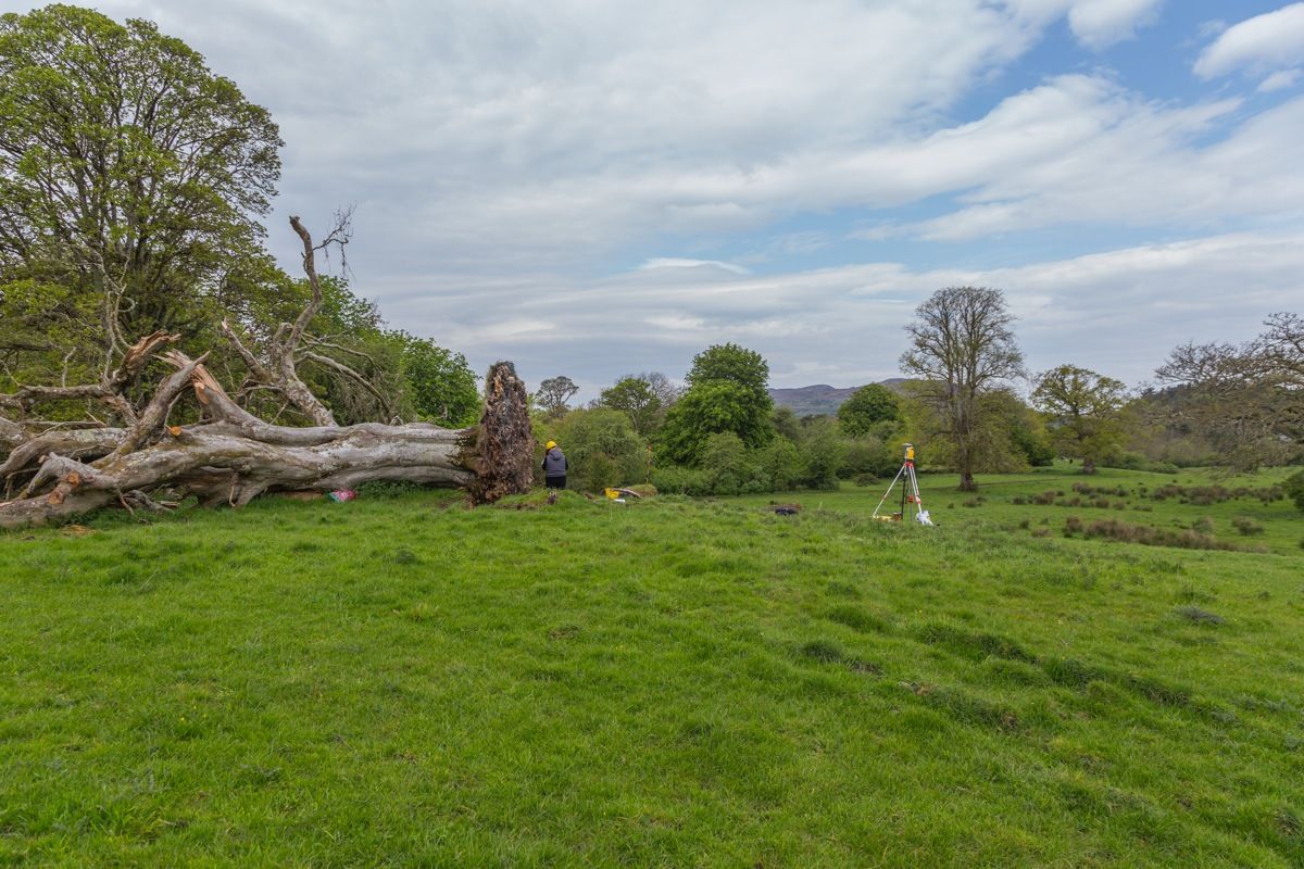In Photos: Medieval Skeleton Entangled in Tree Roots | Live Science