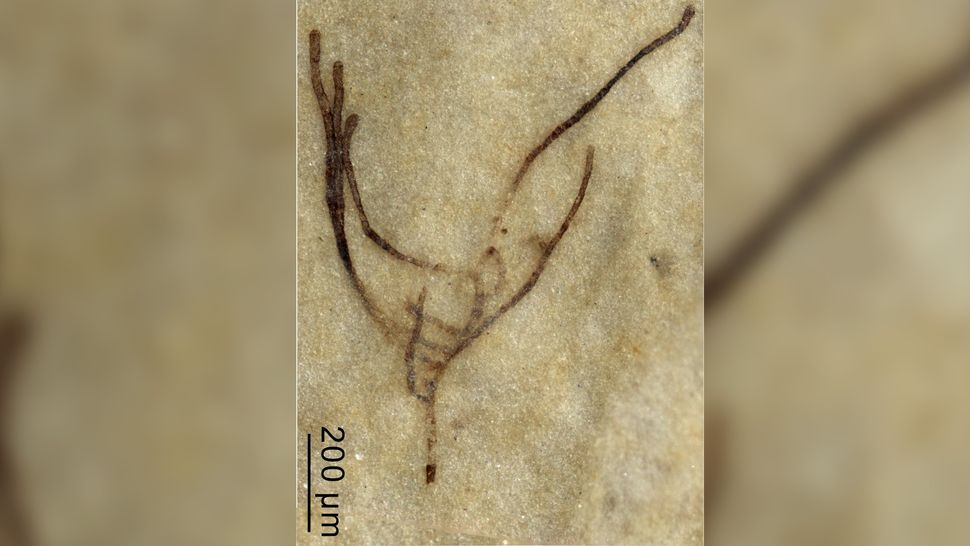 Billion-year-old green algae is an ancestor of all plants on Earth ...