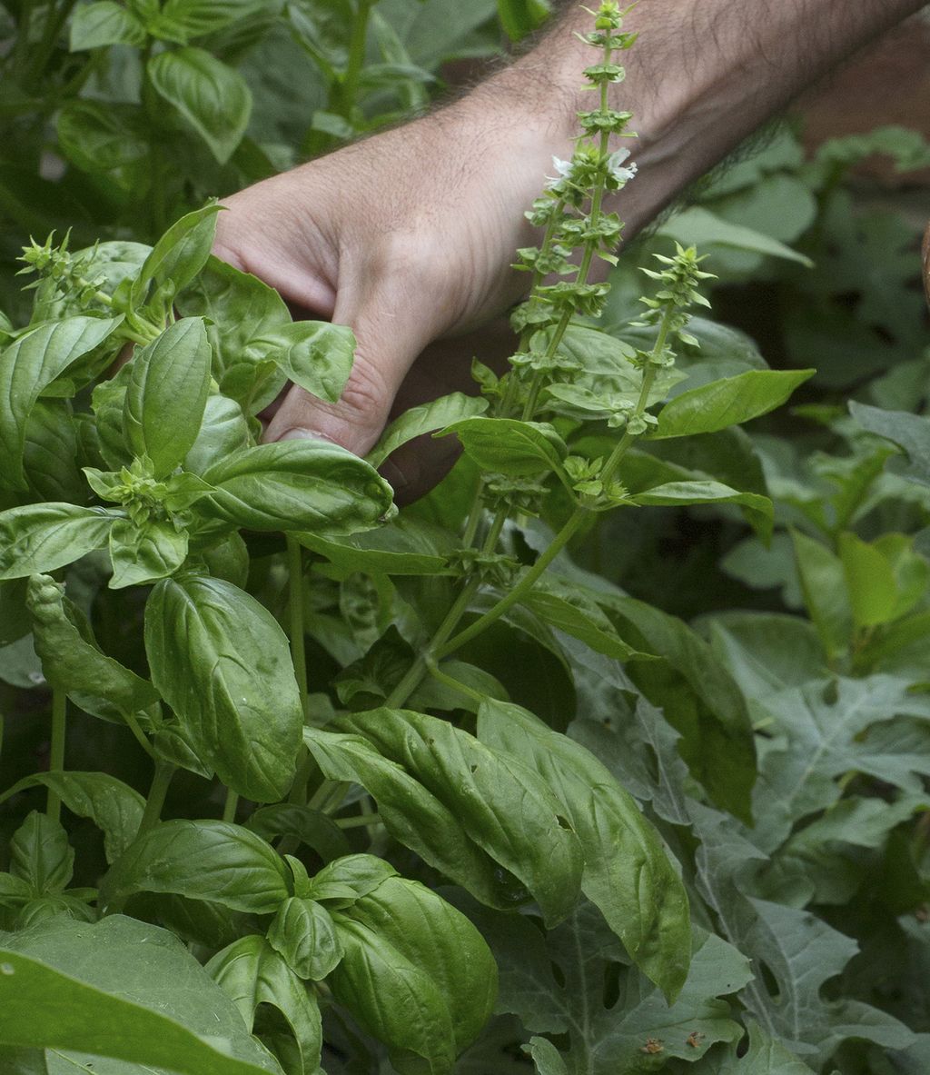 How to grow basil: successfully indoors and outside | Homes and Gardens
