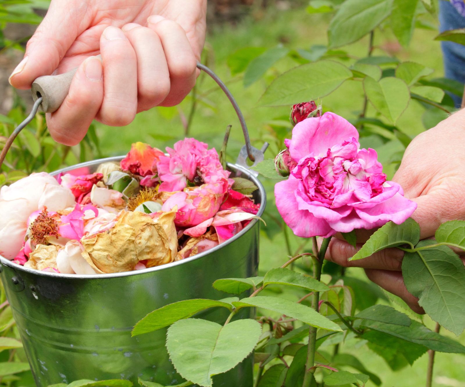 What To Do With Roses In June For Non-Stop Summer Blooms | Gardening ...