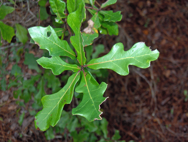 Types Of Oak Trees - Learn About Different Oak Tree Varieties ...