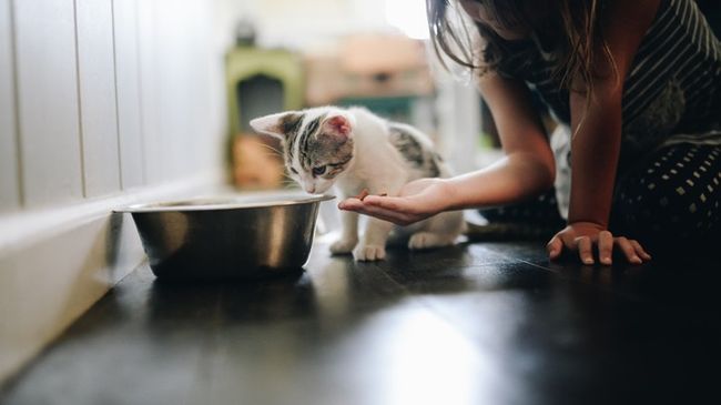Top six kitten feeding tips for raising a strong and healthy cat ...