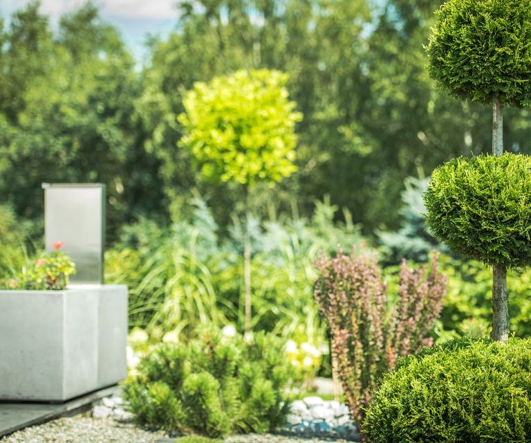 What is cloud pruning? | Homes and Gardens