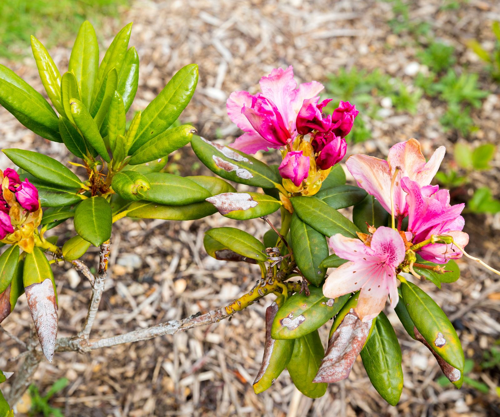 How To Diagnose Common Azalea Diseases & Keep Shrubs Healthy ...