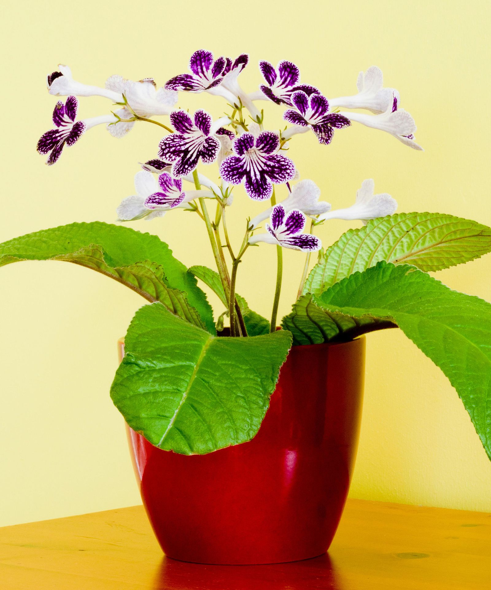 12 of the best office plants to boost your concentration | Homes and ...
