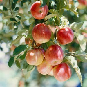How to get the best out of the apple and pear trees in your garden ...