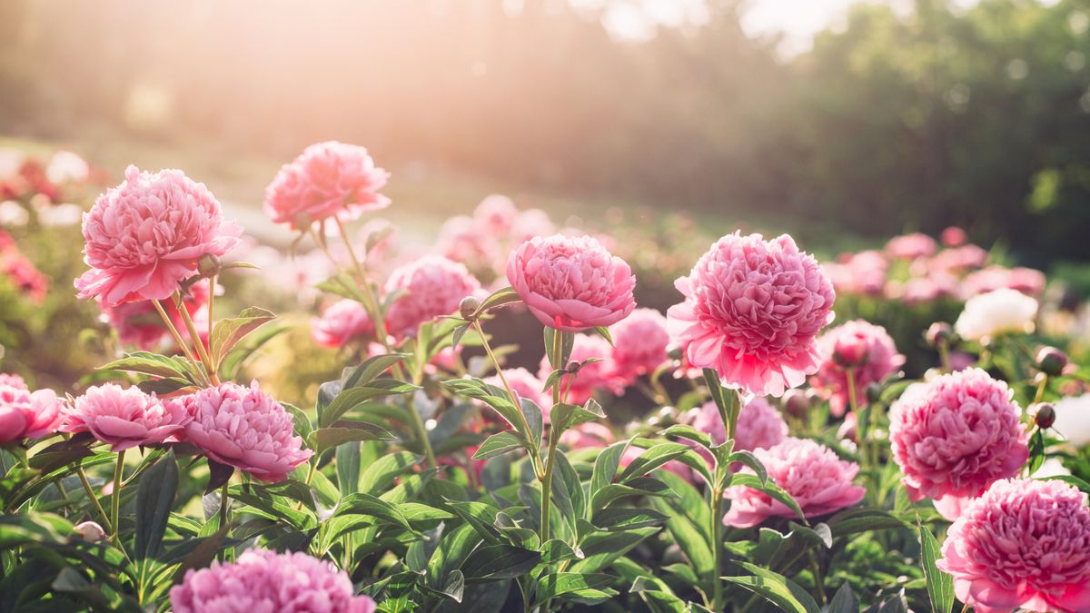 Do Deer Eat Peonies? They Shouldn’t...But They Might | Gardening Know How