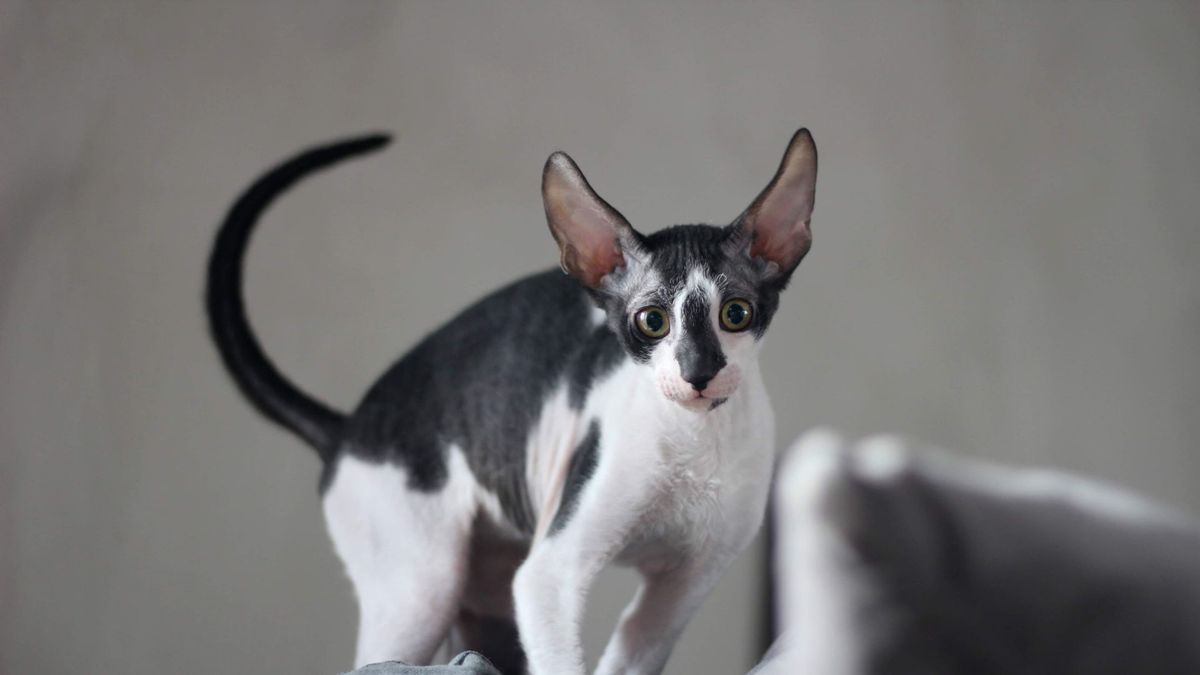 32 interesting facts about Cornish Rex cats | PetsRadar