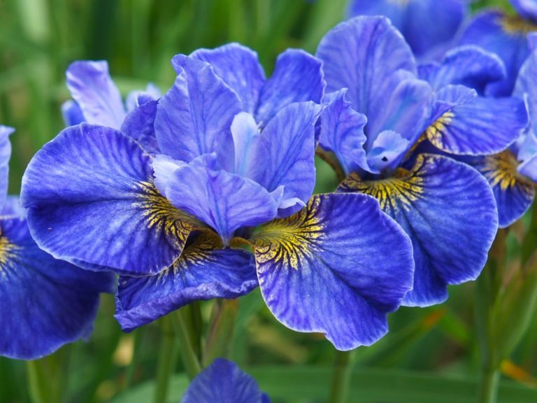 Transplanting Iris: Tips For Dividing Iris Plants | Gardening Know How