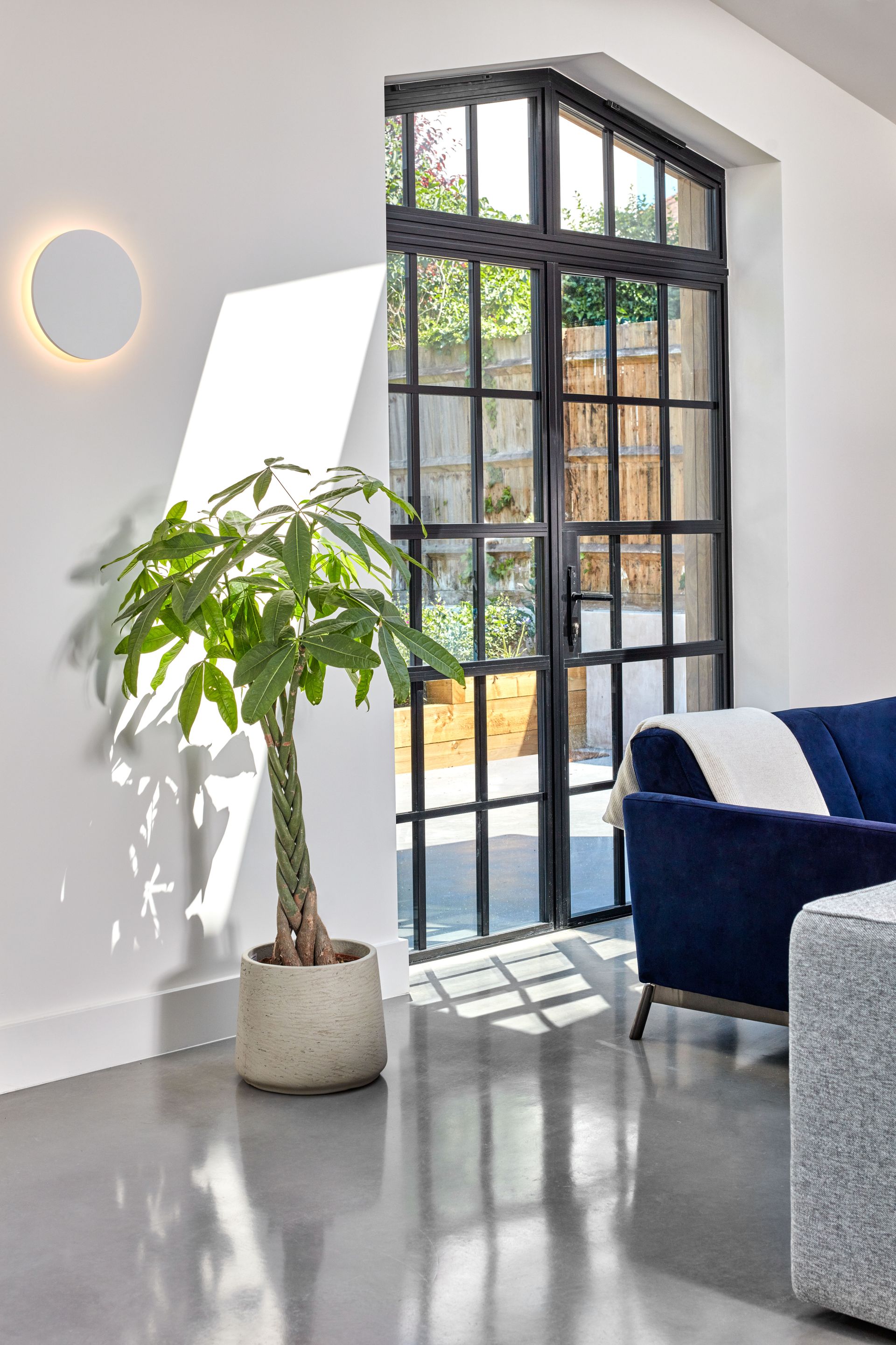 Money Tree Care — An Expert Guide to This "Prosperous" Plant | Livingetc