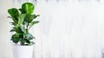 What is the best potting soil for indoor plants? | Homes and Gardens