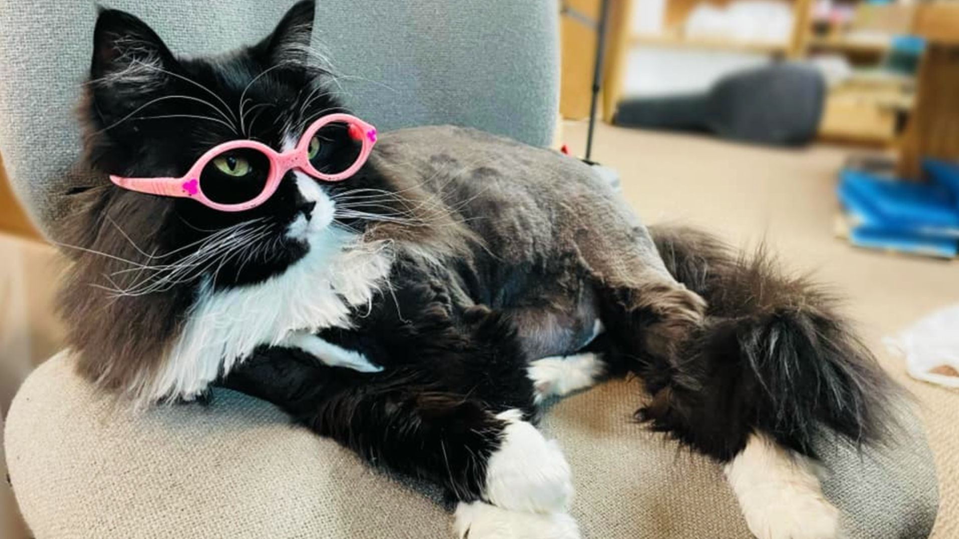Truffles the cat is on a mission to help kids rock their glasses with ...