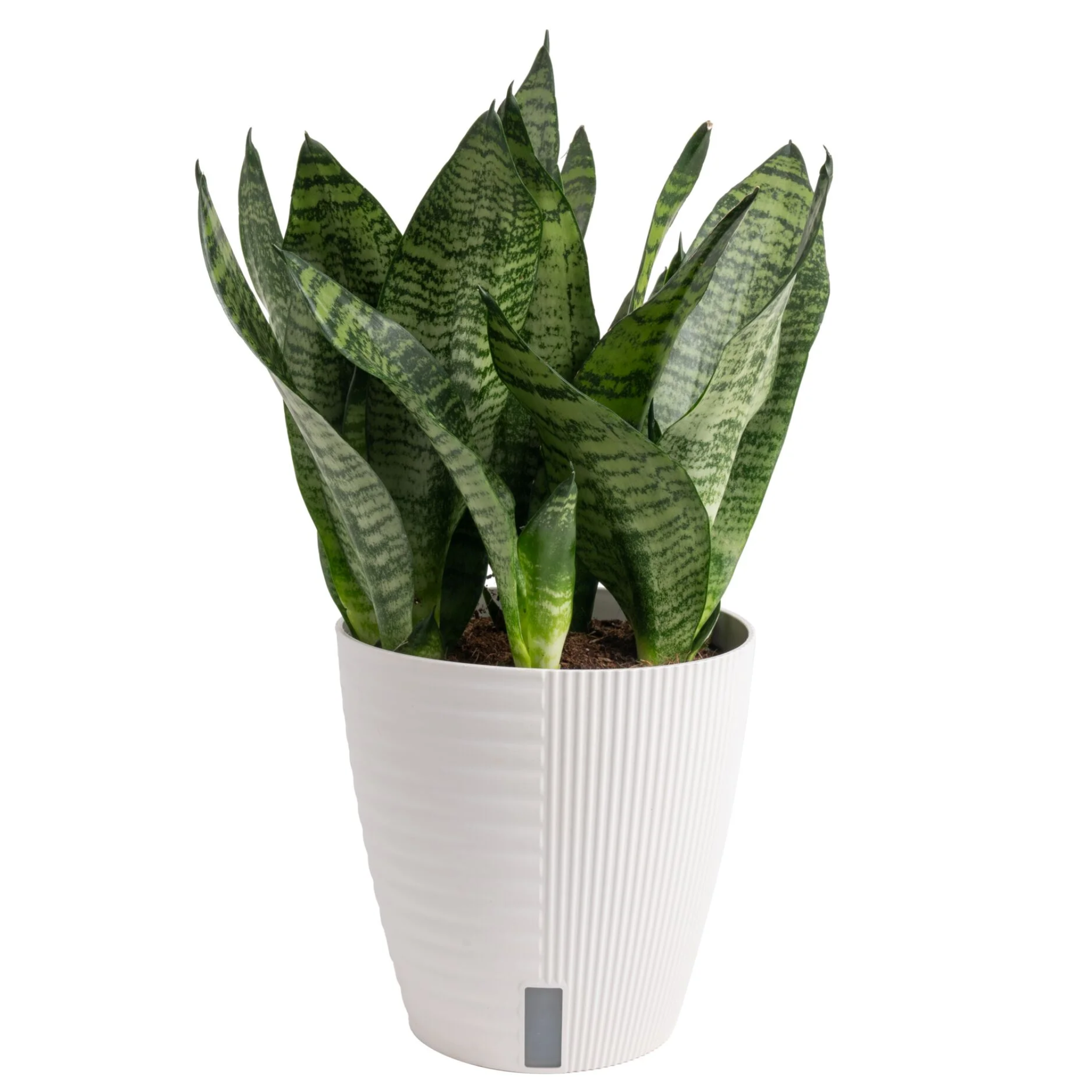 How Often to Water a Snake Plant — An Experts Guide | Livingetc
