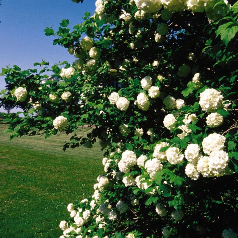 How and when to prune a snowball bush for beautiful blooms | Homes and ...