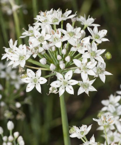 Types of alliums: 15 beautiful bulbs for your garden | Gardeningetc