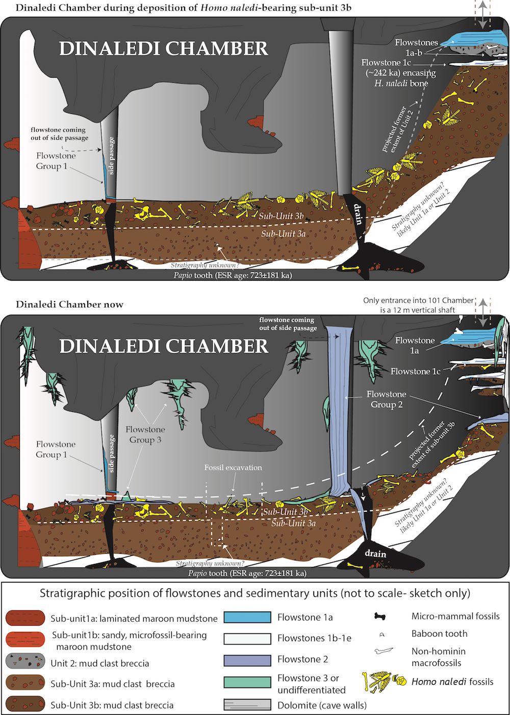 Homo Naledi in Photos: Images of the Small-Brained Human Relative ...