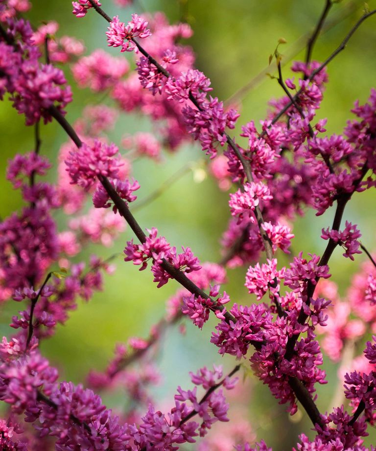 Best privacy trees for small backyards: 10 compact choices | Homes and ...