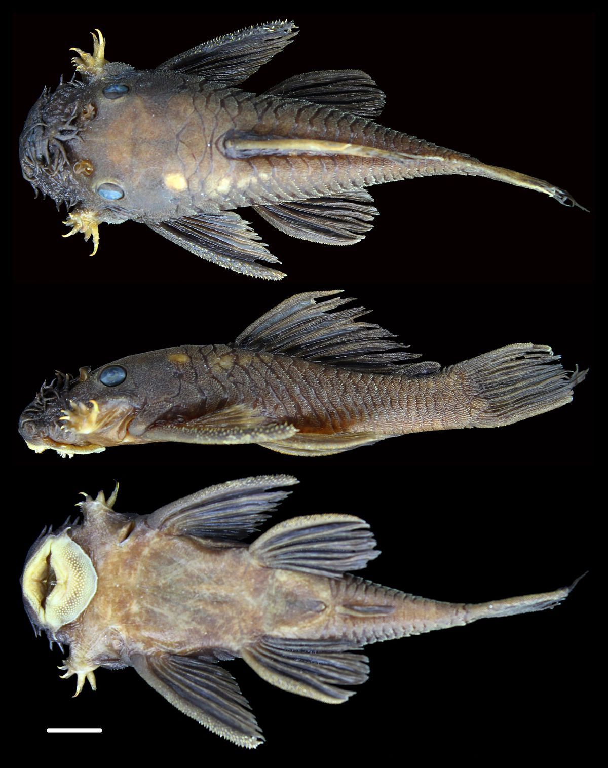 These Newfound Catfish Species Are Either the Ugliest Fish Ever or ...