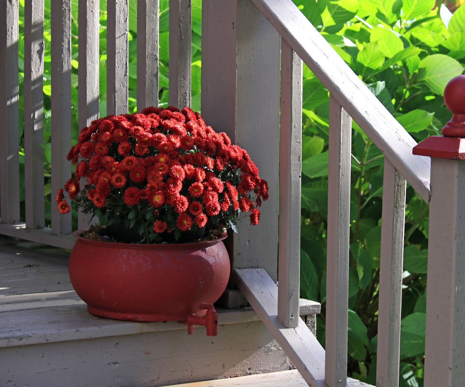 How to winterize mums: advice to protect fall favorites | Homes and Gardens