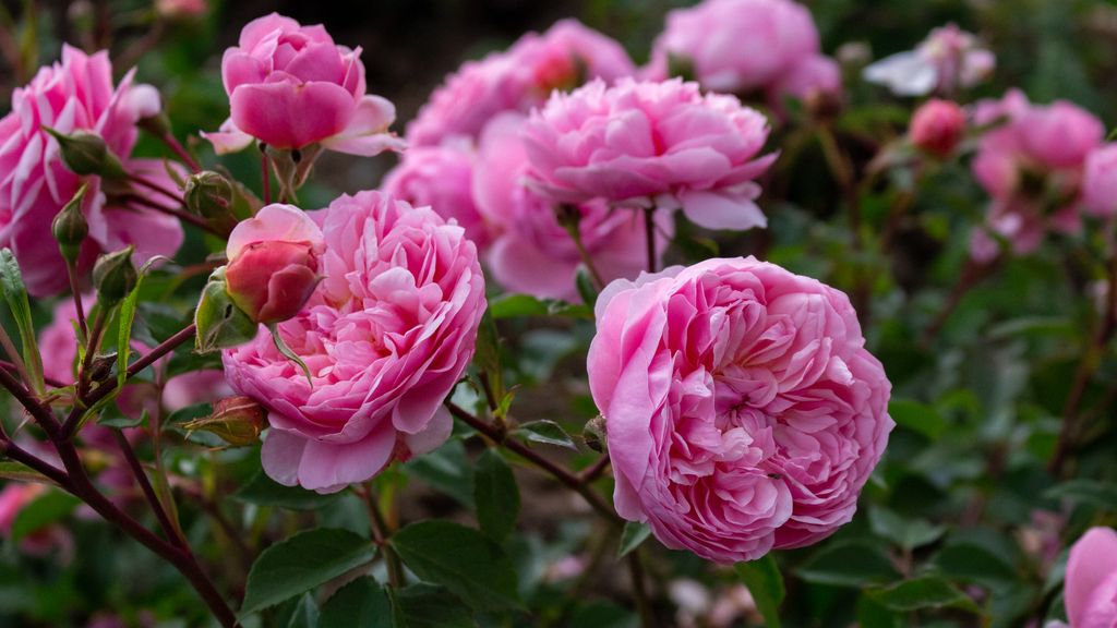 How to plant roses | Homes & Gardens