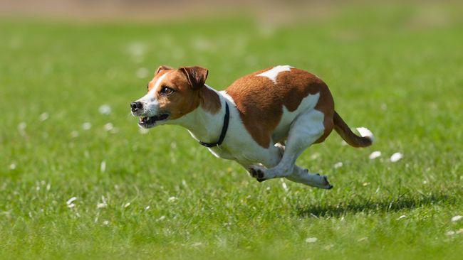The fastest dog breeds – and their top speeds | PetsRadar