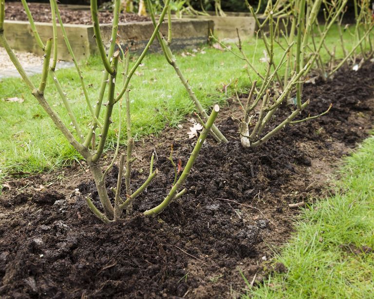 Best Mulch For Roses: An Expert Guide To Choosing & Applying ...