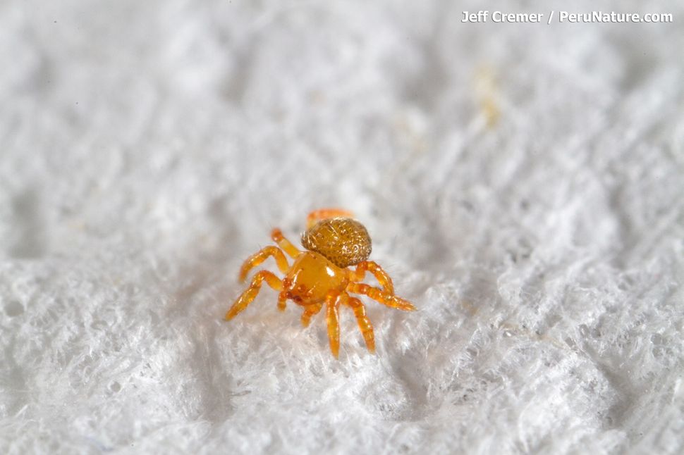 In Photos: Spiders Hatched from Web Towers | Live Science