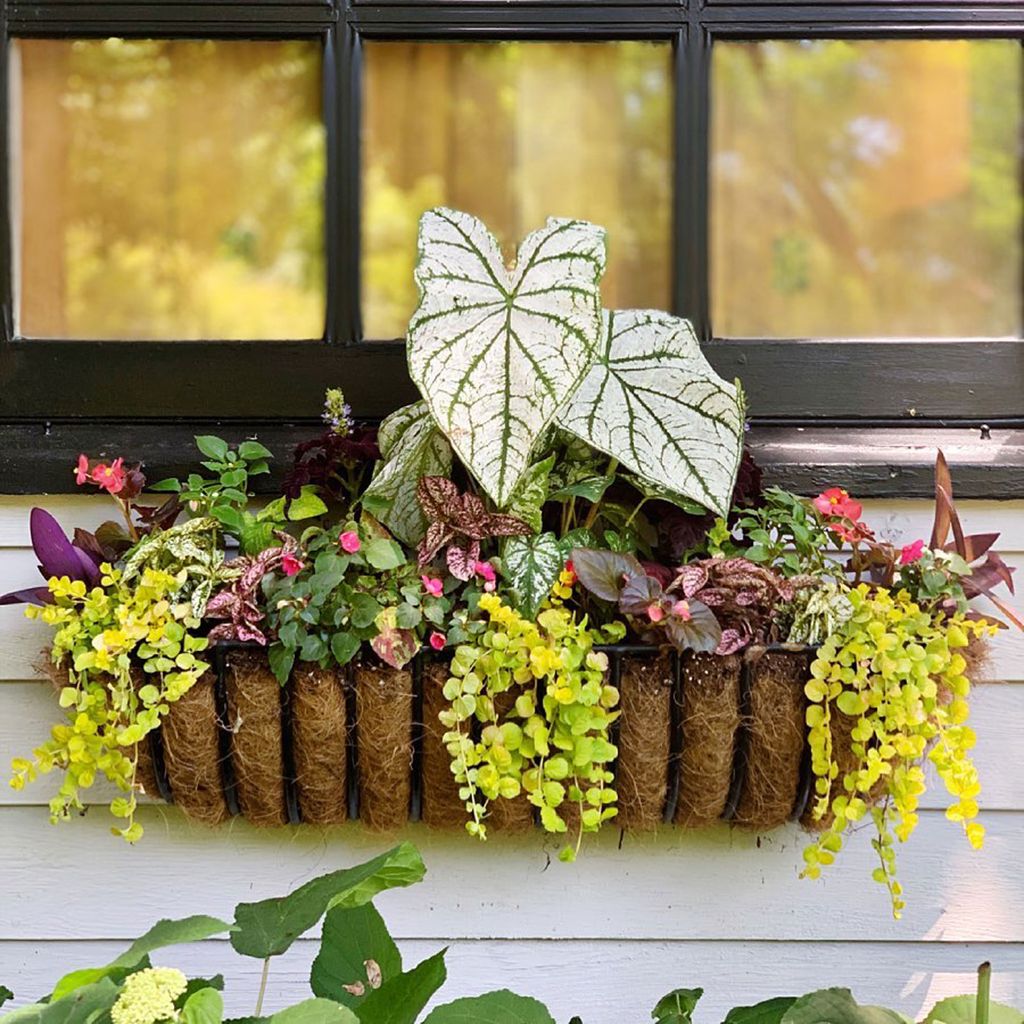 Planting in 3s - the secret trick gardeners want you to know | Livingetc