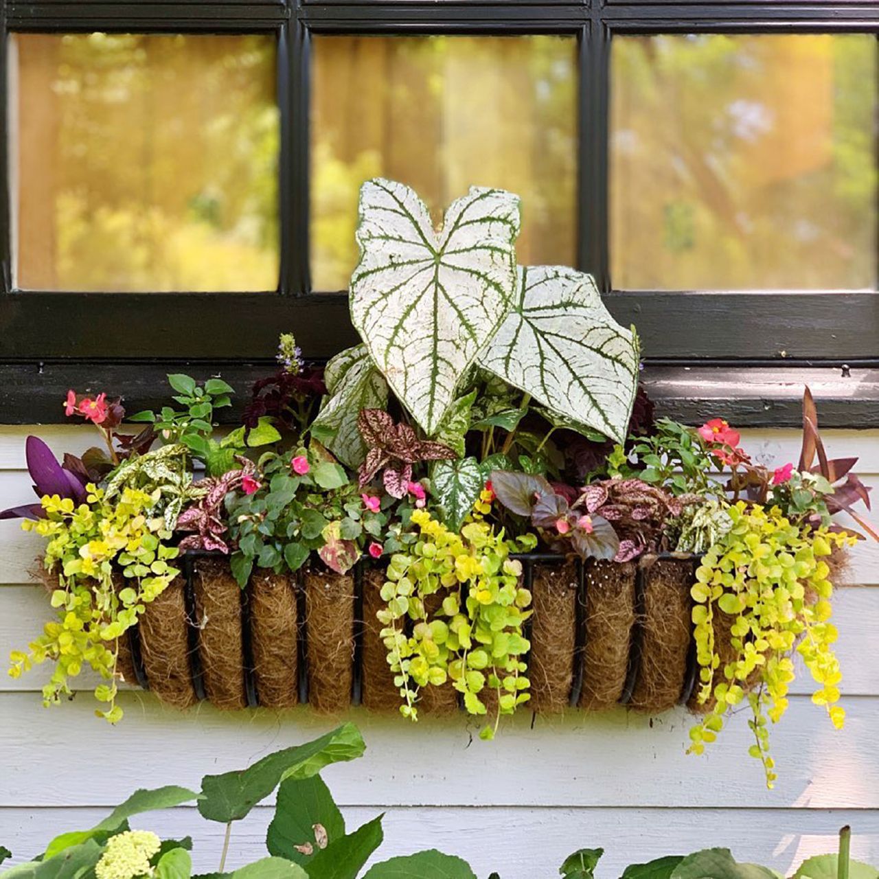 Planting in 3s - the secret trick gardeners want you to know | Livingetc