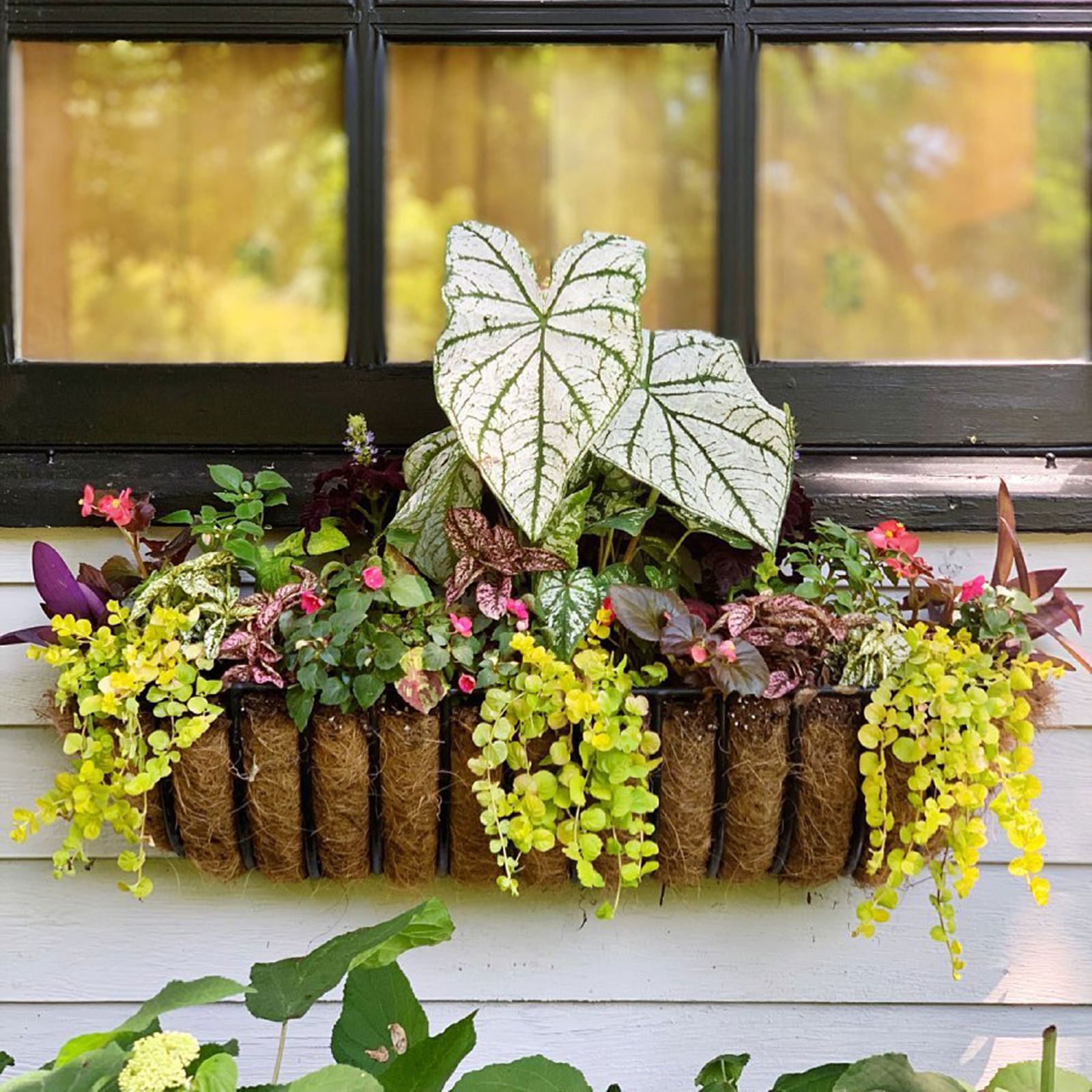 Planting in 3s - the secret trick gardeners want you to know | Livingetc