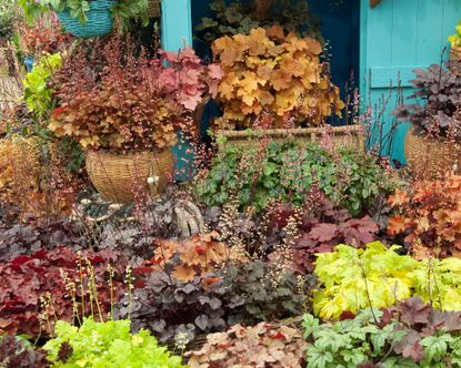 Heuchera care guide: how to grow coral bells in your garden | Gardeningetc