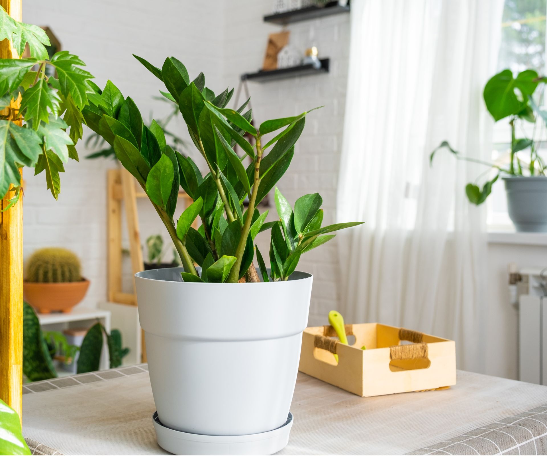 Why is my ZZ plant drooping? Experts reveal 3 common causes | Homes and ...