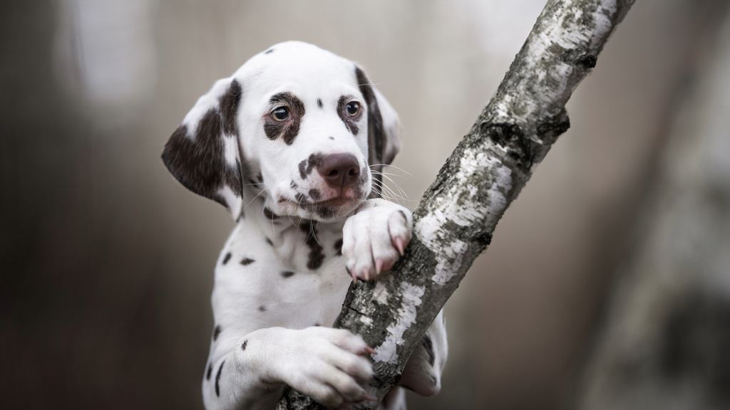 32 cutest dog breeds from around the world | PetsRadar