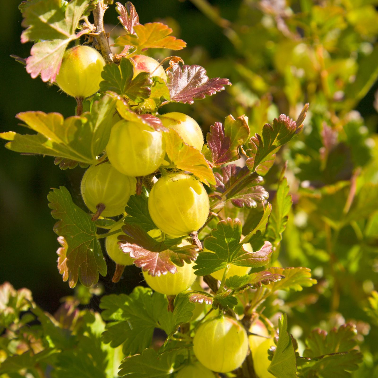 How to grow gooseberries – planting, watering and pruning | Ideal Home