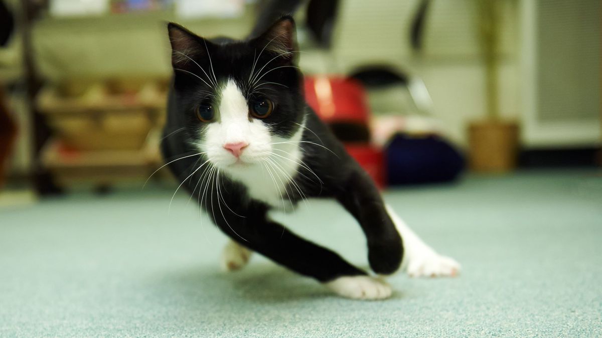 32 weird cat behaviors that you’re worried about | PetsRadar