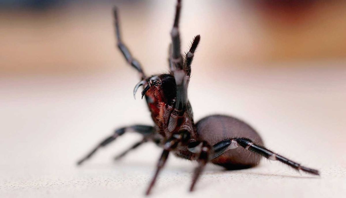 Deadly spider venom may hold cure for skin cancer | The Week