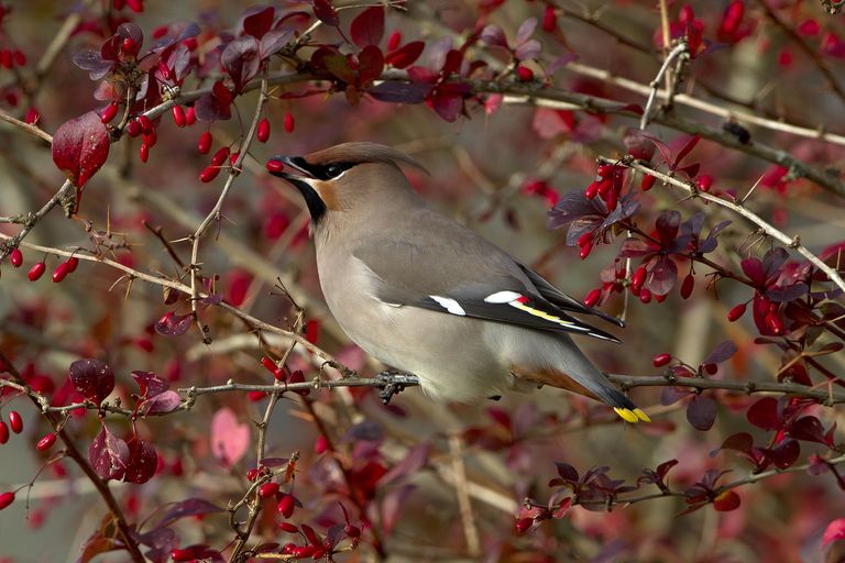 Best hedges for wildlife: 6 varieties for shelter and food | Homes and ...