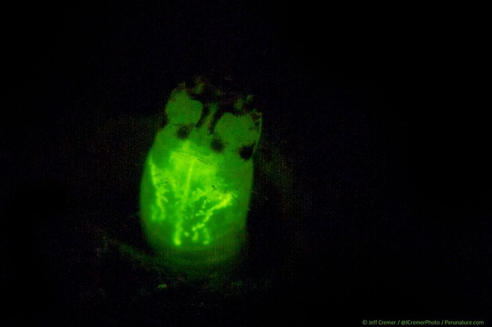 Photos: A Green Glow Worm from the Amazon | Live Science