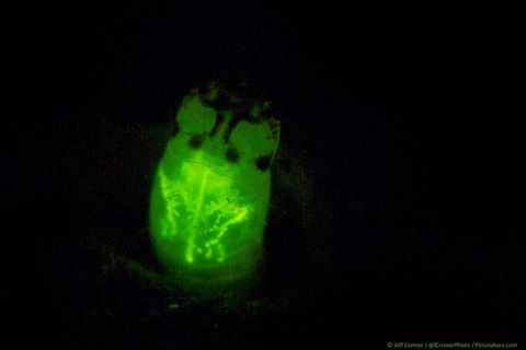 Photos: A Green Glow Worm from the Amazon | Live Science