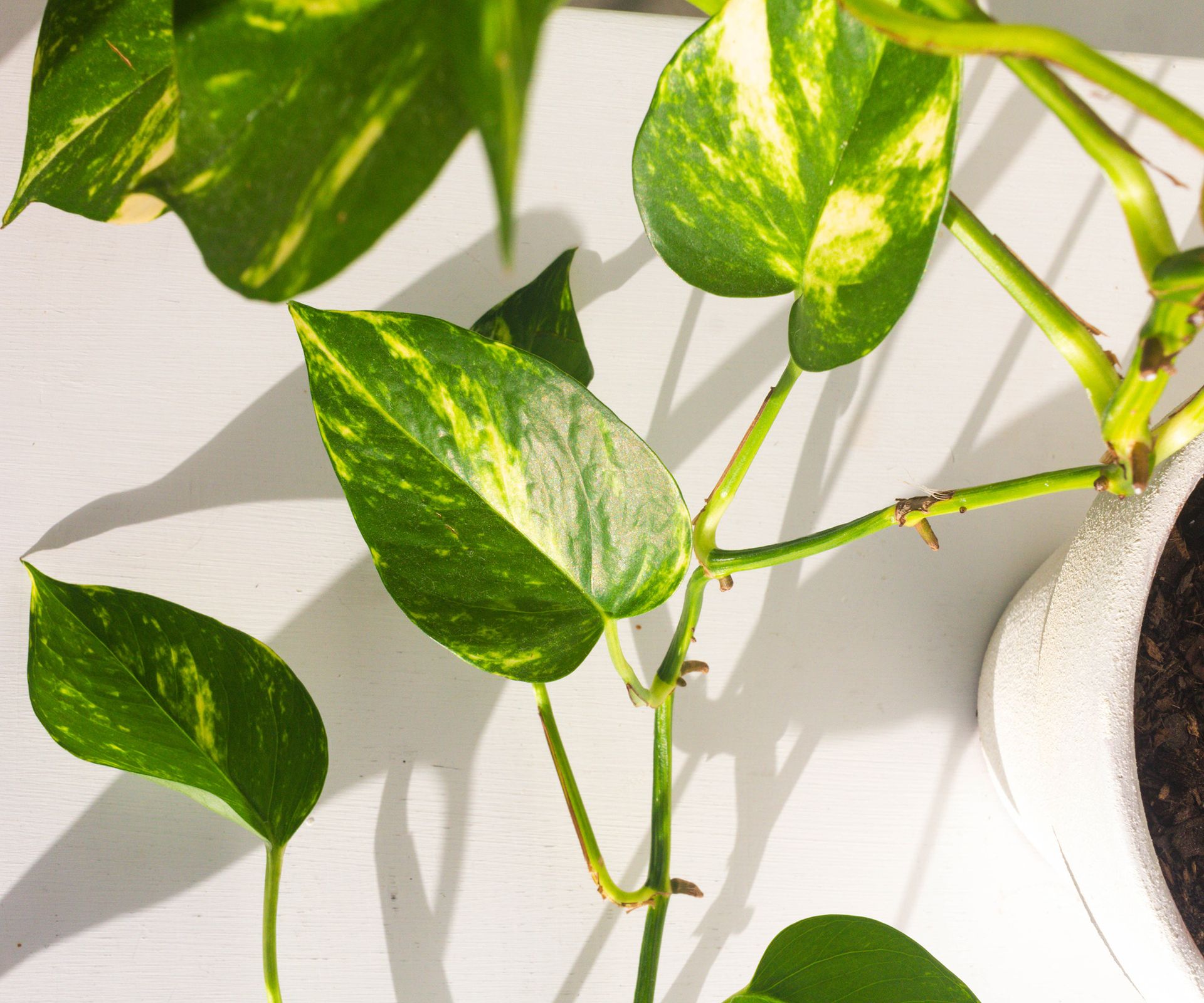 Why is my pothos turning yellow? Here's why and what to do | Homes and ...