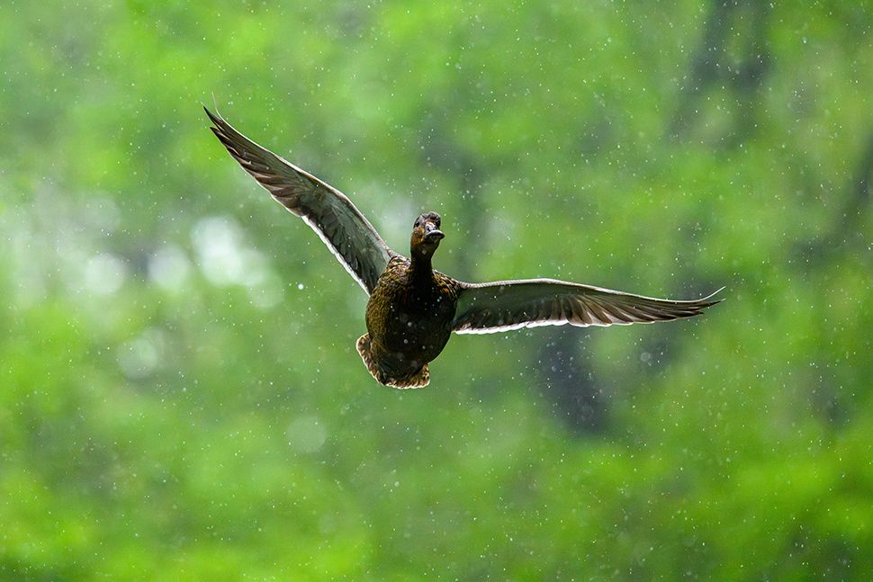 My mission is to take brilliant photos of birds in flight, and I’ve ...