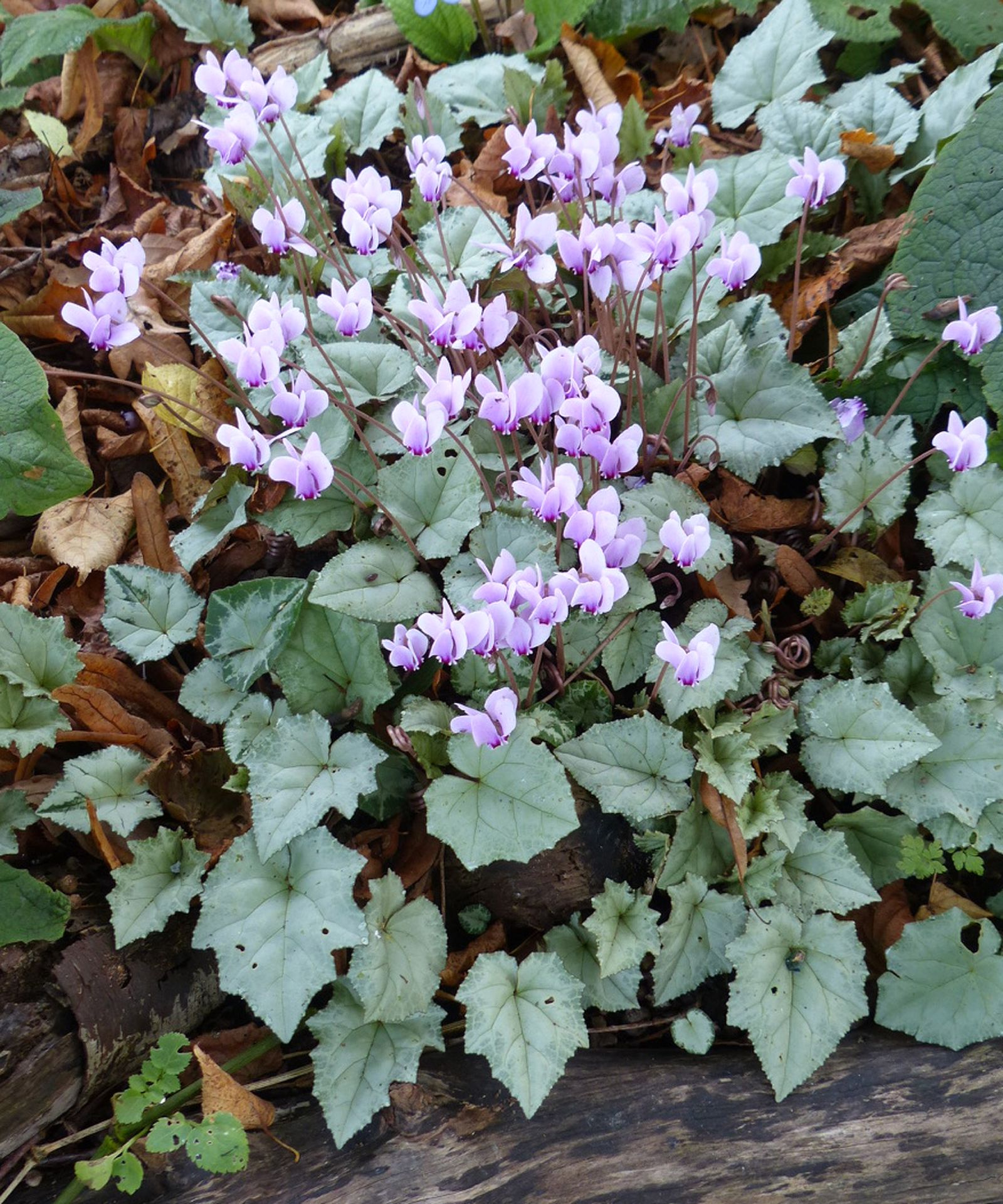 Types of cyclamen: 12 varieties for color in spring and fall | Homes ...
