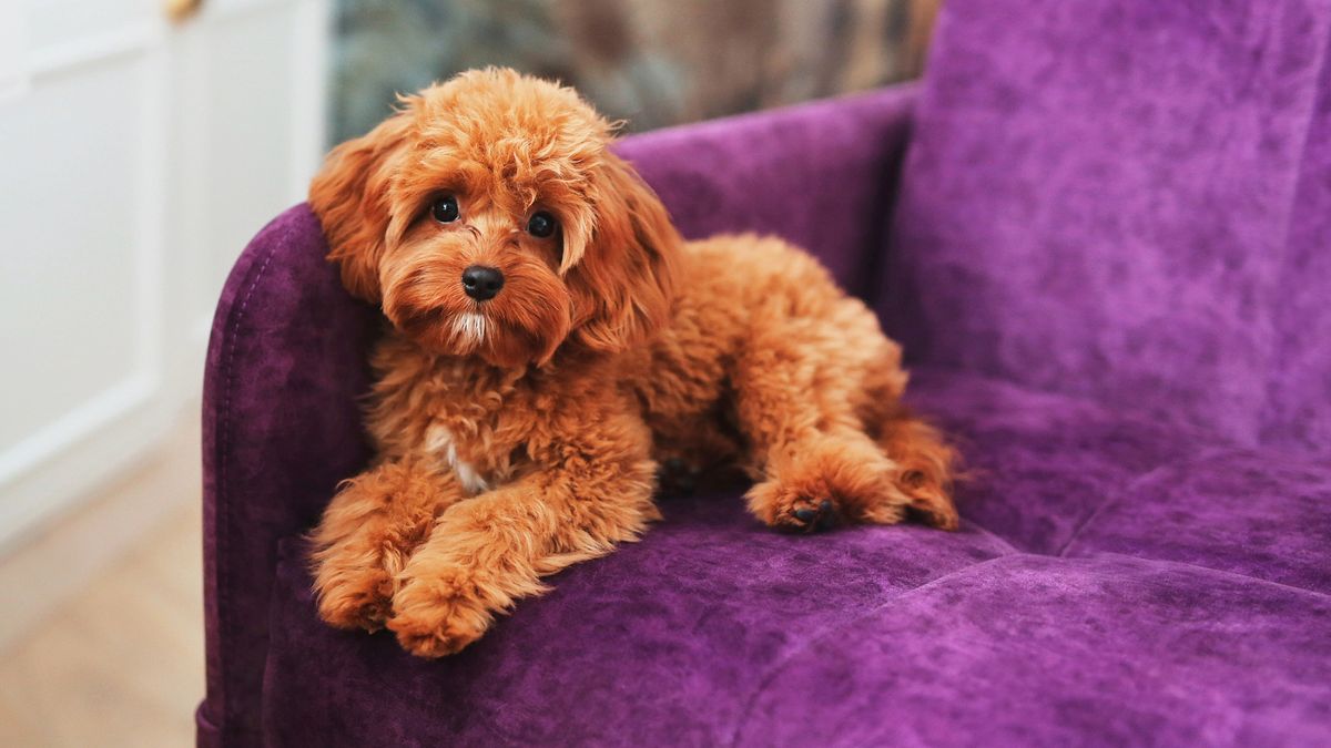 Maltipoo dog breed: characteristics, care and what you need to know ...